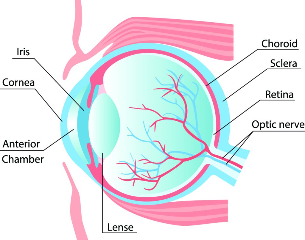 3 Parts of Your Eye Anatomy That Make Vision Possible - Pikesville, MD